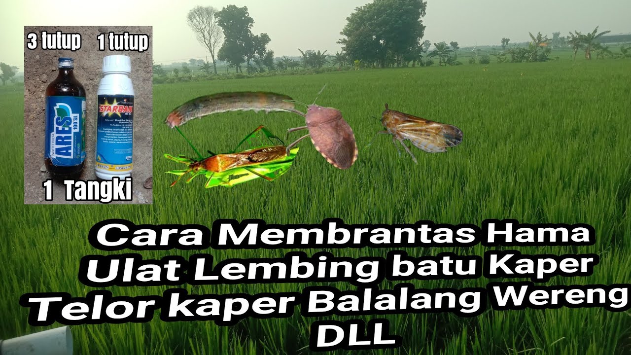 Cara Membrantas Hama Ulat Kaper Wereng dll - YouTube