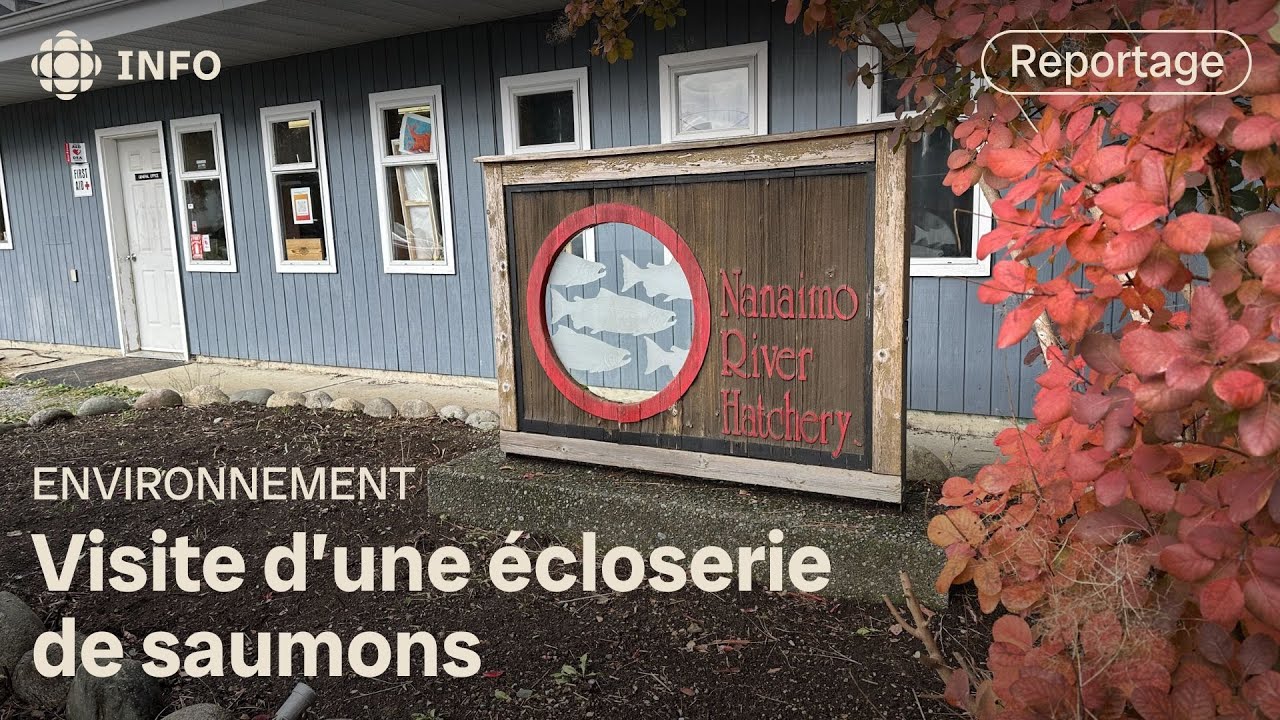 Le cycle de vie des saumons expliqué en français - YouTube