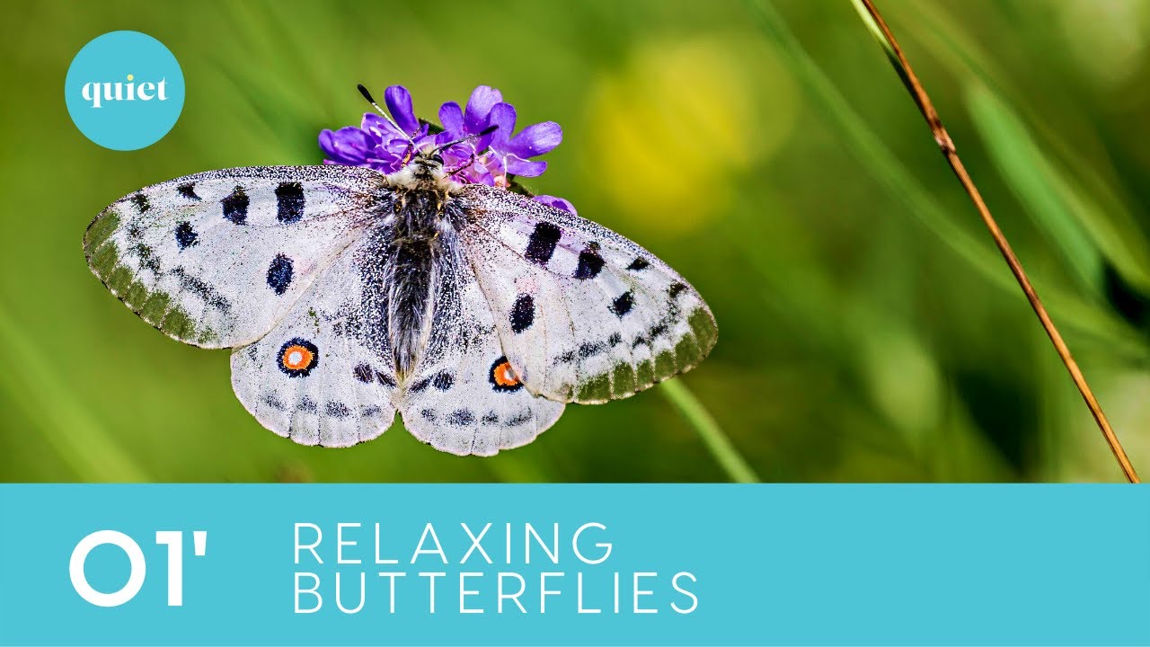 Short 1 Minute Nature Relaxation | Mind Calming Butterflies | 4K Nature ...