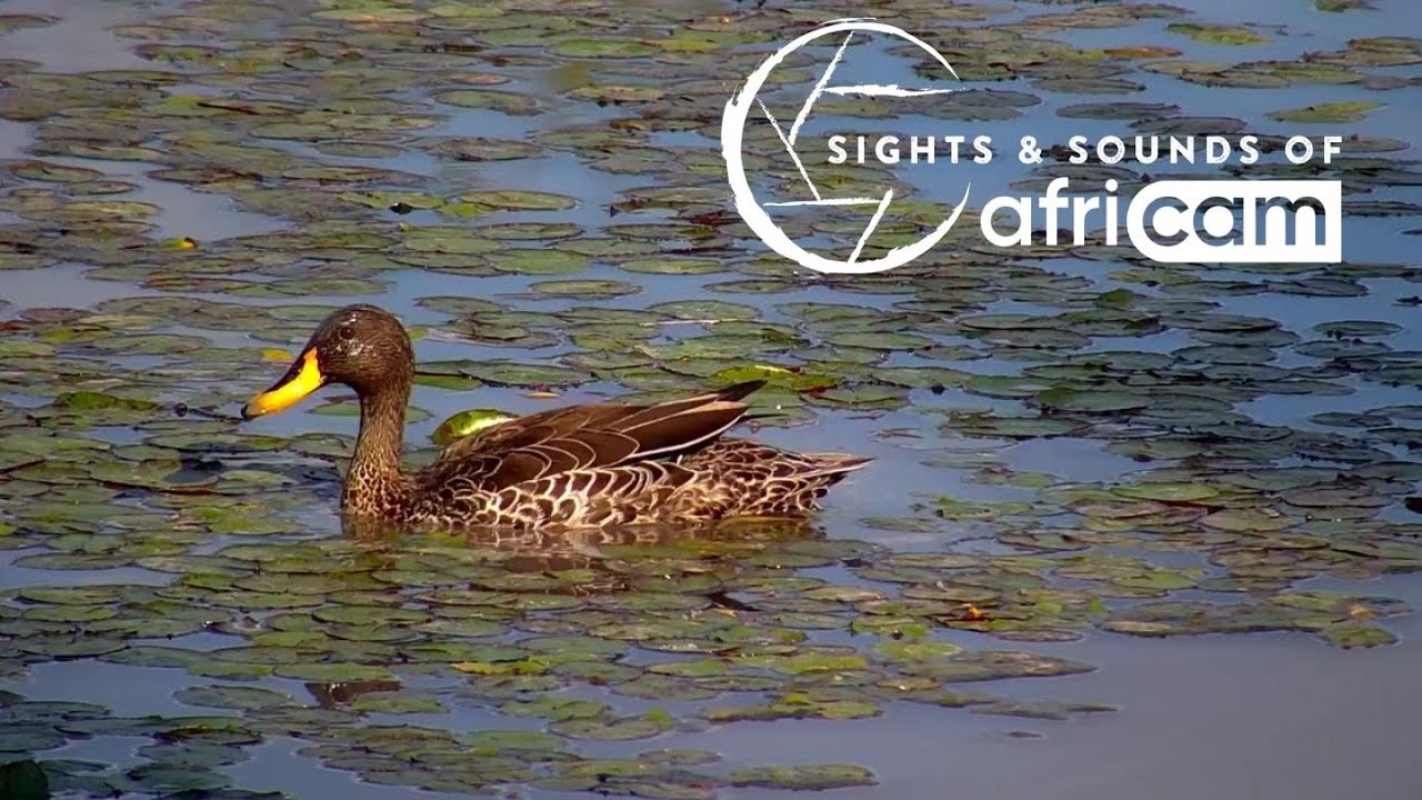 Impala, Crocodiles & Birds - Sights & Sounds Of Africam - YouTube