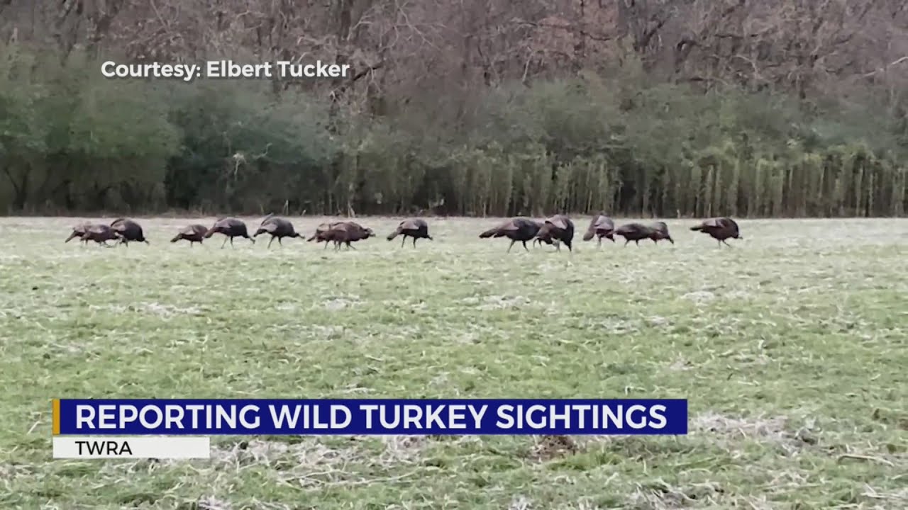 TWRA asks public to help with wild turkey sighting survey - YouTube
