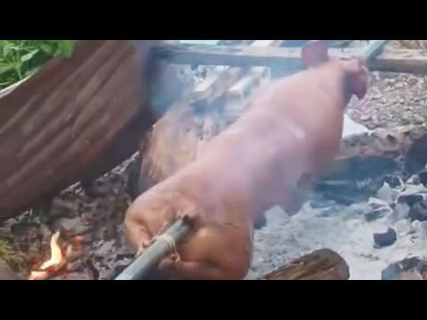 UBEY_GIRL is live CEBU'S BEST LECHON MAMOY 😂#SUCKLING_PIG #FOOD #LECHON ...