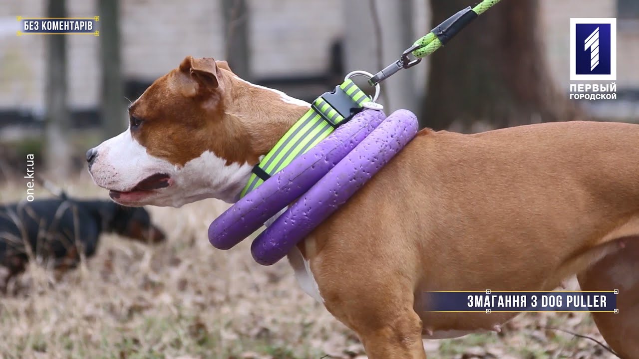 Без коментарів: змагання з Dog Puller - YouTube