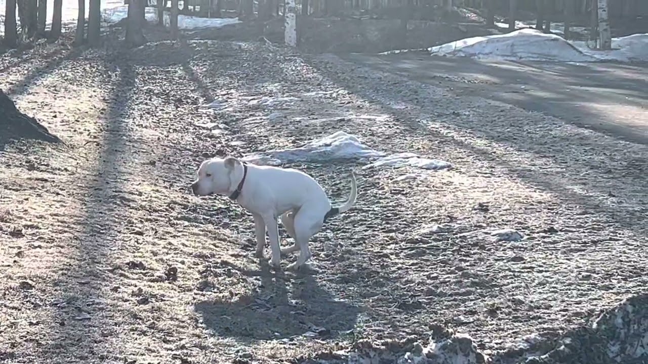 Pit bull tackled pit bull in mid poop😂😂 - YouTube