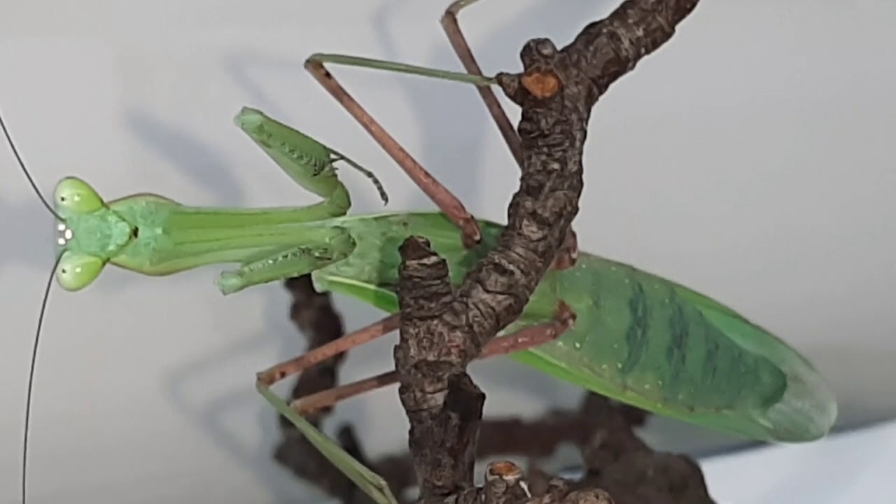 The Giant Asian Mantis - YouTube