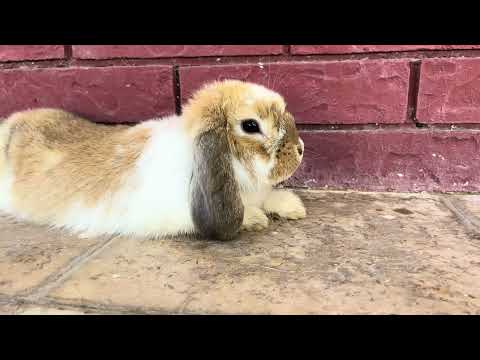 Conejo Canelo Comiendo con Música Chill - YouTube