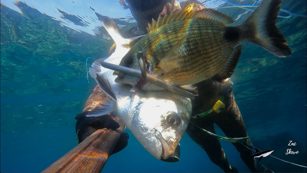 Shallow spearfishing in calm waters....Ρηχό ψαροντούφεκο με μπουνάτσα ...