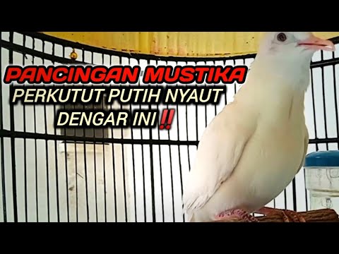 Perkutut putih kapas memancing BUNYI - perkutut putih 100% NYAUT - YouTube