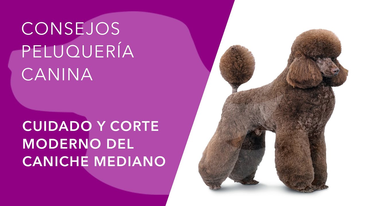 CUIDADO Y CORTE MODERNO DEL CANICHE MEDIANO - YouTube