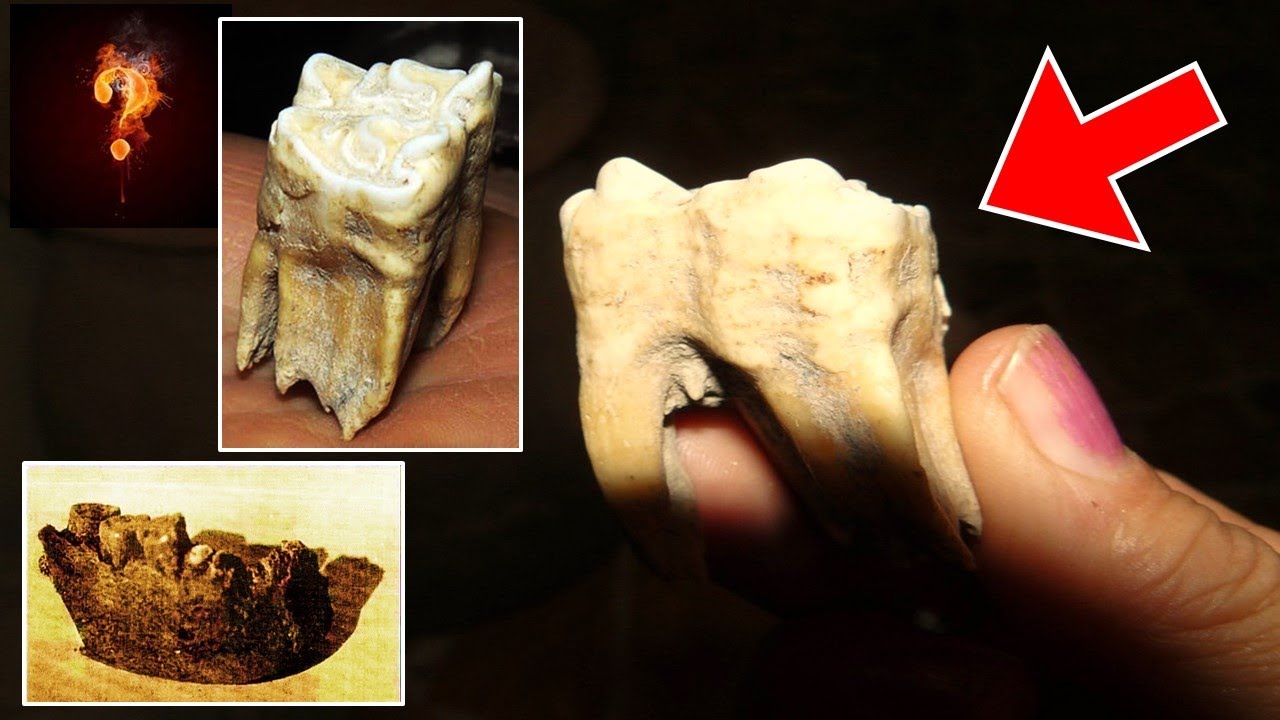 🦷Ancient Giants Molars Found In Sardinia?🦷 - YouTube