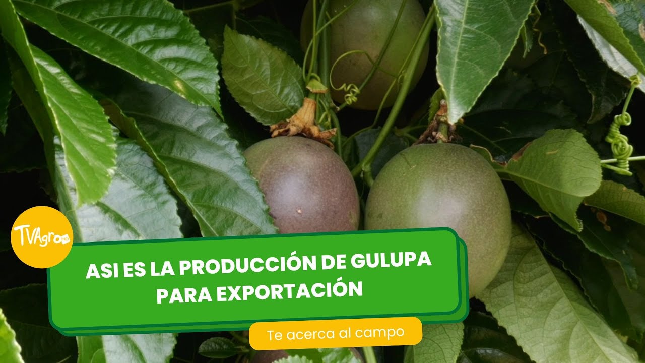 Así es la producción de gulupa para exportación - TvAgro por Juan Gonzalo Angel Restrepo - YouTube