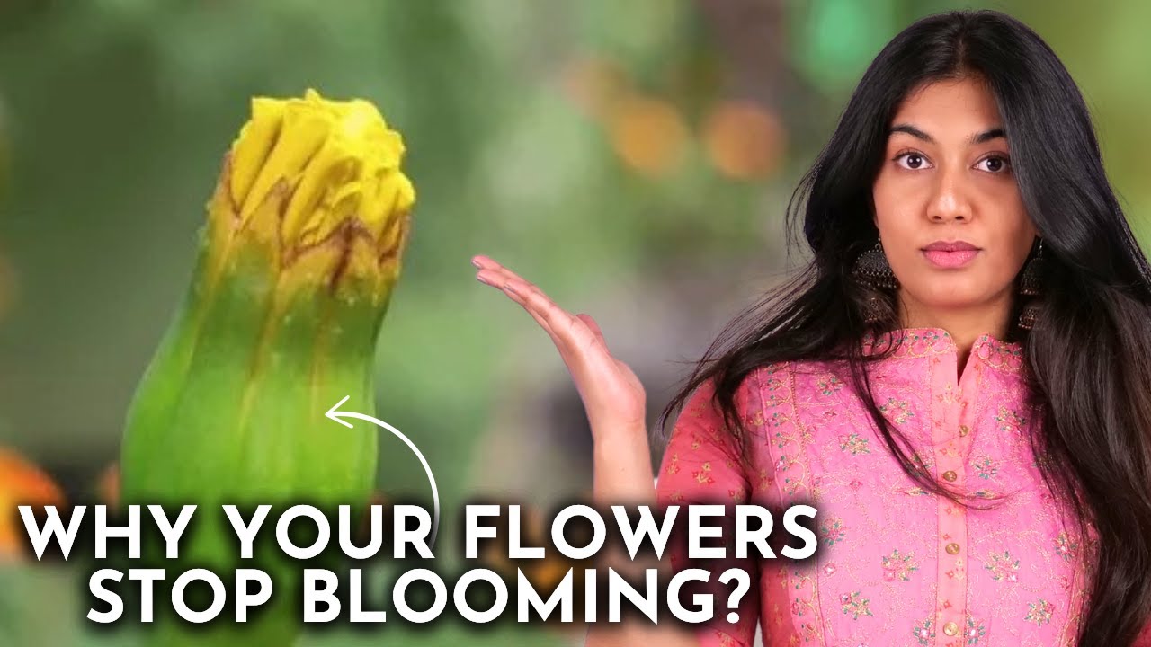 SIMPLE Tips to Keep Flowers Blooming Longer! - YouTube