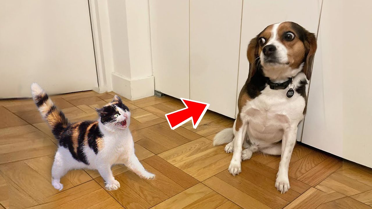 Cat and Dog Comedy Show: Non-Stop Laughs Guaranteed! - YouTube