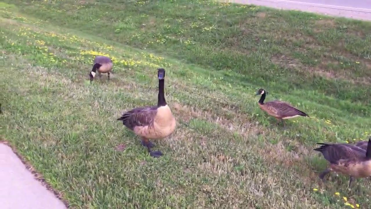 Hissing Geese - YouTube