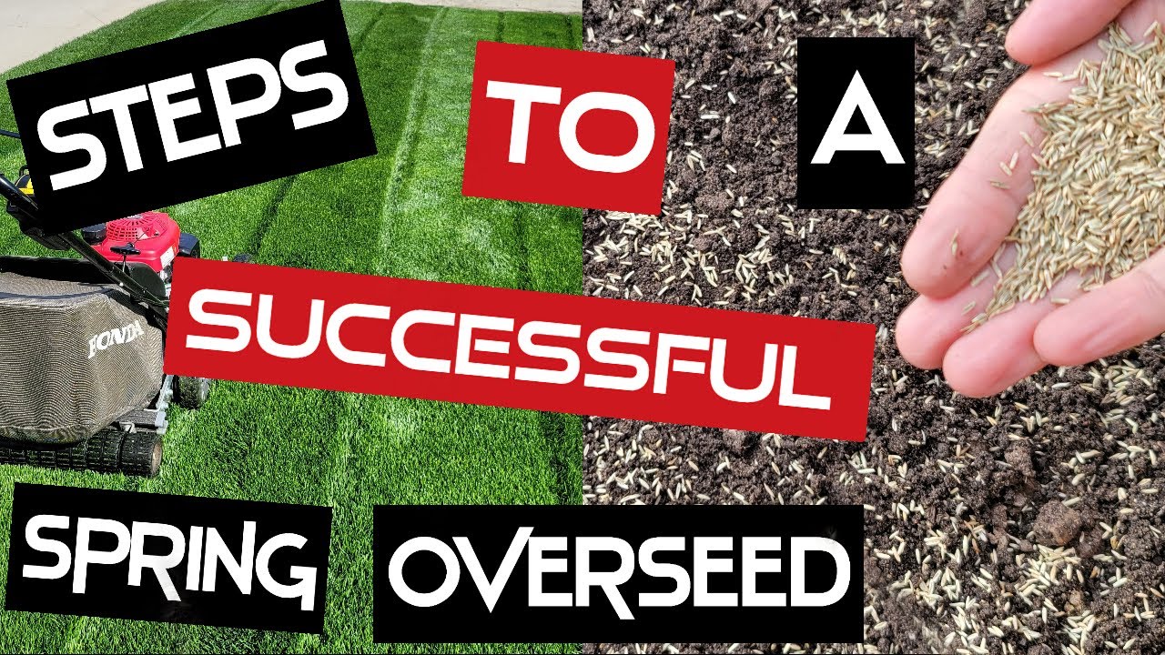 Steps to a Successful Spring Seeding/Overseed | From Dirt to ...