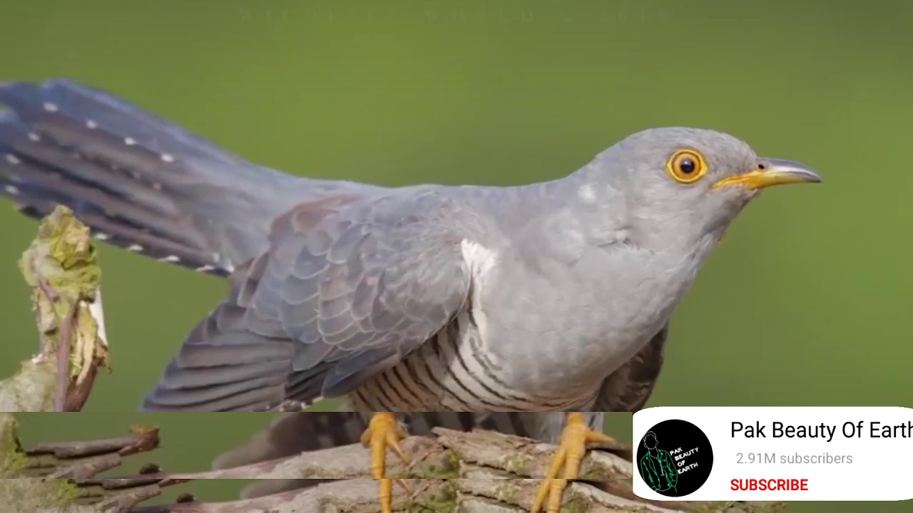 Barids Videos - YouTube