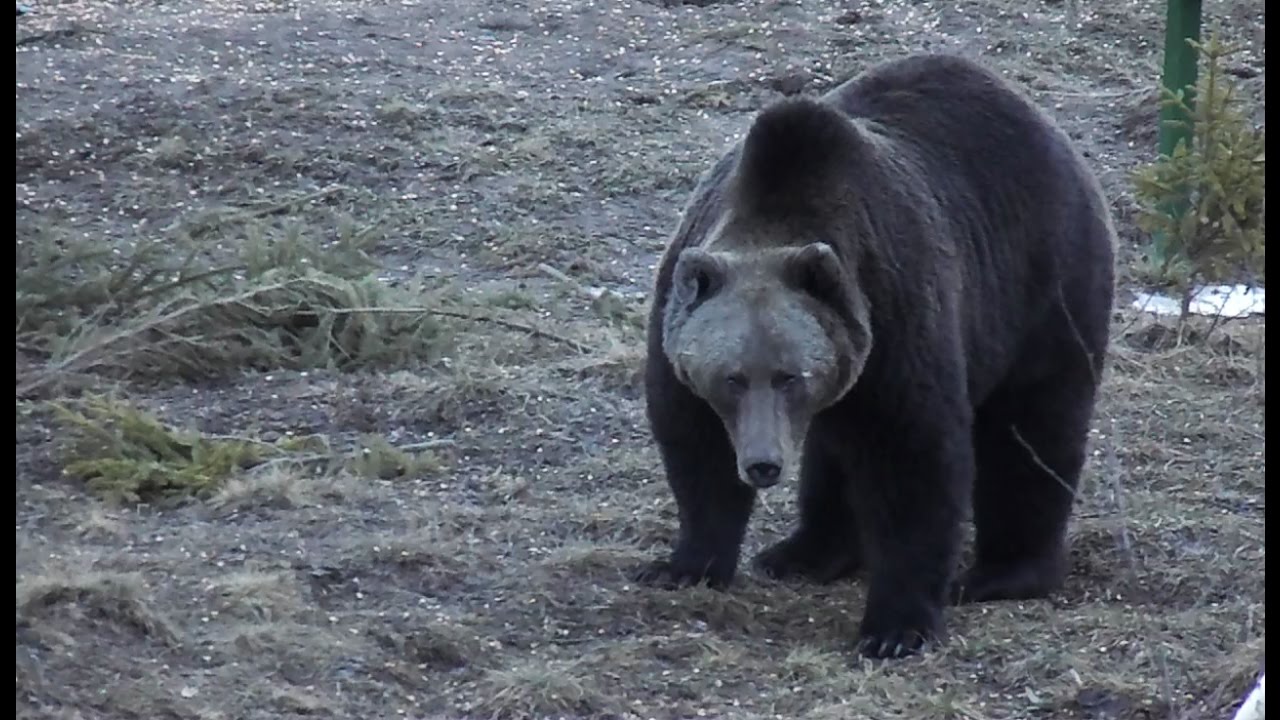 Barna medve / Brown Bear - YouTube