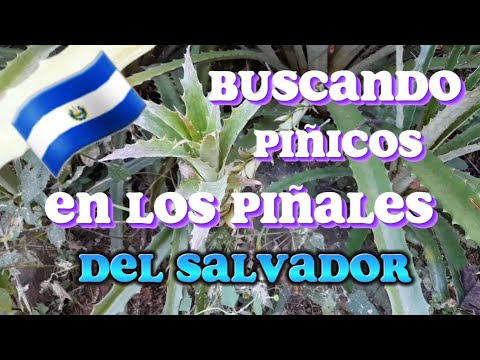 Buscando Piñicos En Los Piñales de Nuestro querido El Salvador 🇸🇻 - YouTube