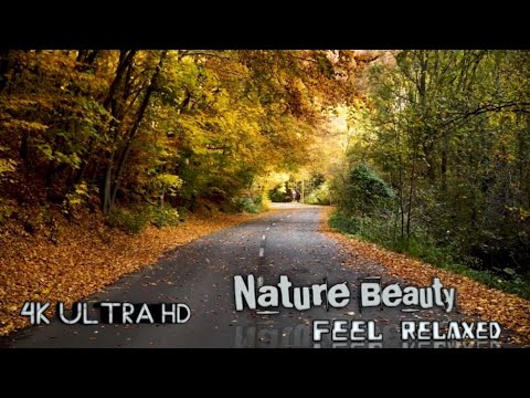 Nature Beauty 4k Ultra HD Feel relex 🌻 Injoy nature like real #nature # ...