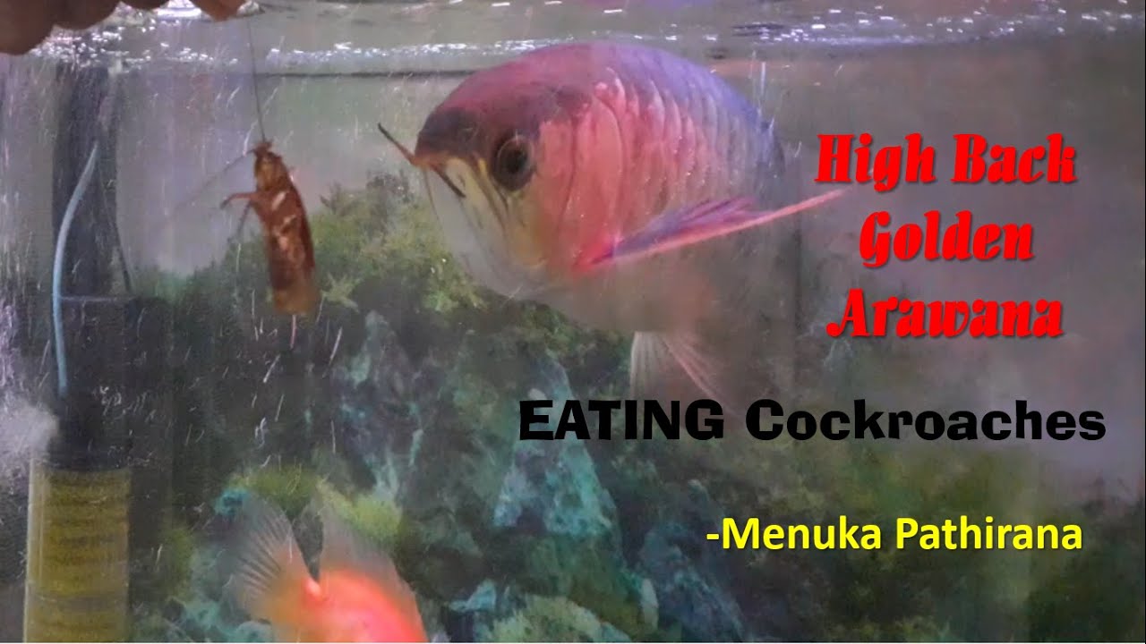 High Back Golden Arowana is eating Cockroach - YouTube