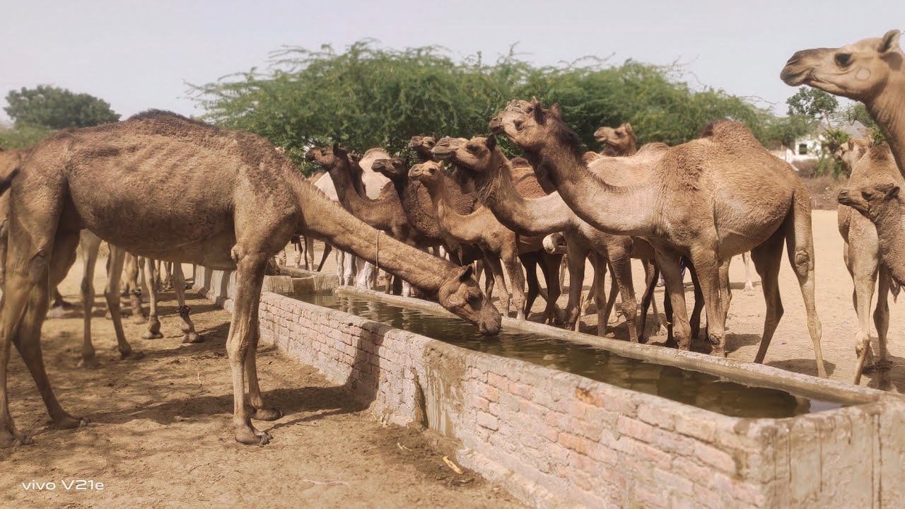 Incredible How does Camels🐫🐪 store water in the desert🏜️|#trending # ...