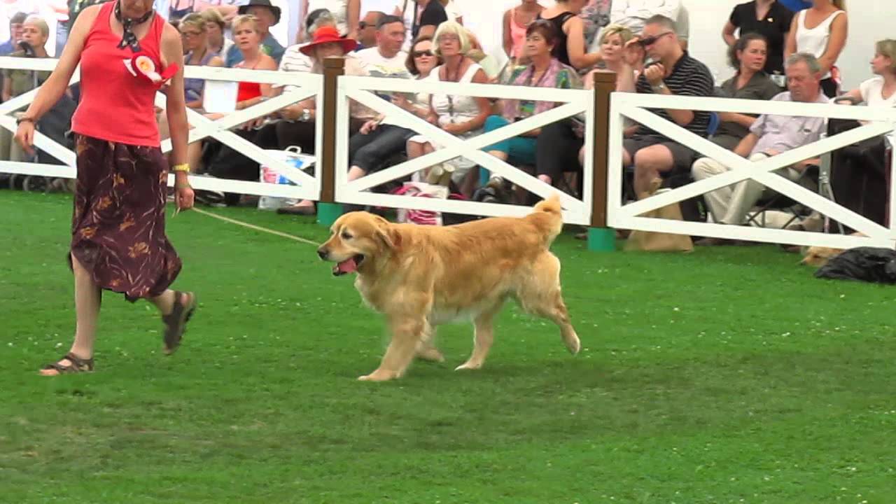 Amilone The Laird to Hareswith, halfbrother of Tenfield Tori - YouTube