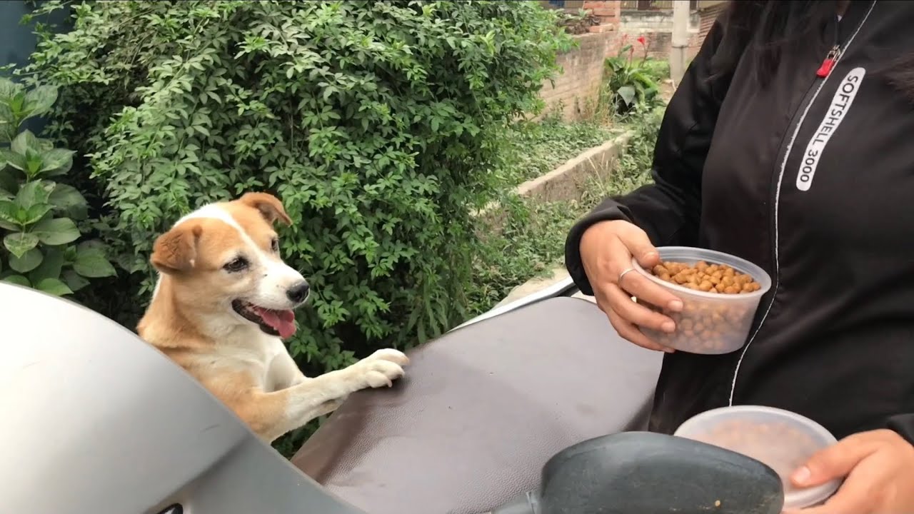 Seeing The Stray Dogs💦 Happy Makes Us Happy Too💕 #dog #rescue # ...