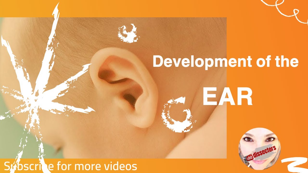 Special Embryology - Development of the ear - YouTube