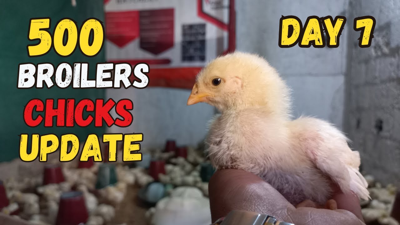 500 Broiler Feed and medication Update Day 7🐥 ️ 🐣 | Small Scale broiler ...