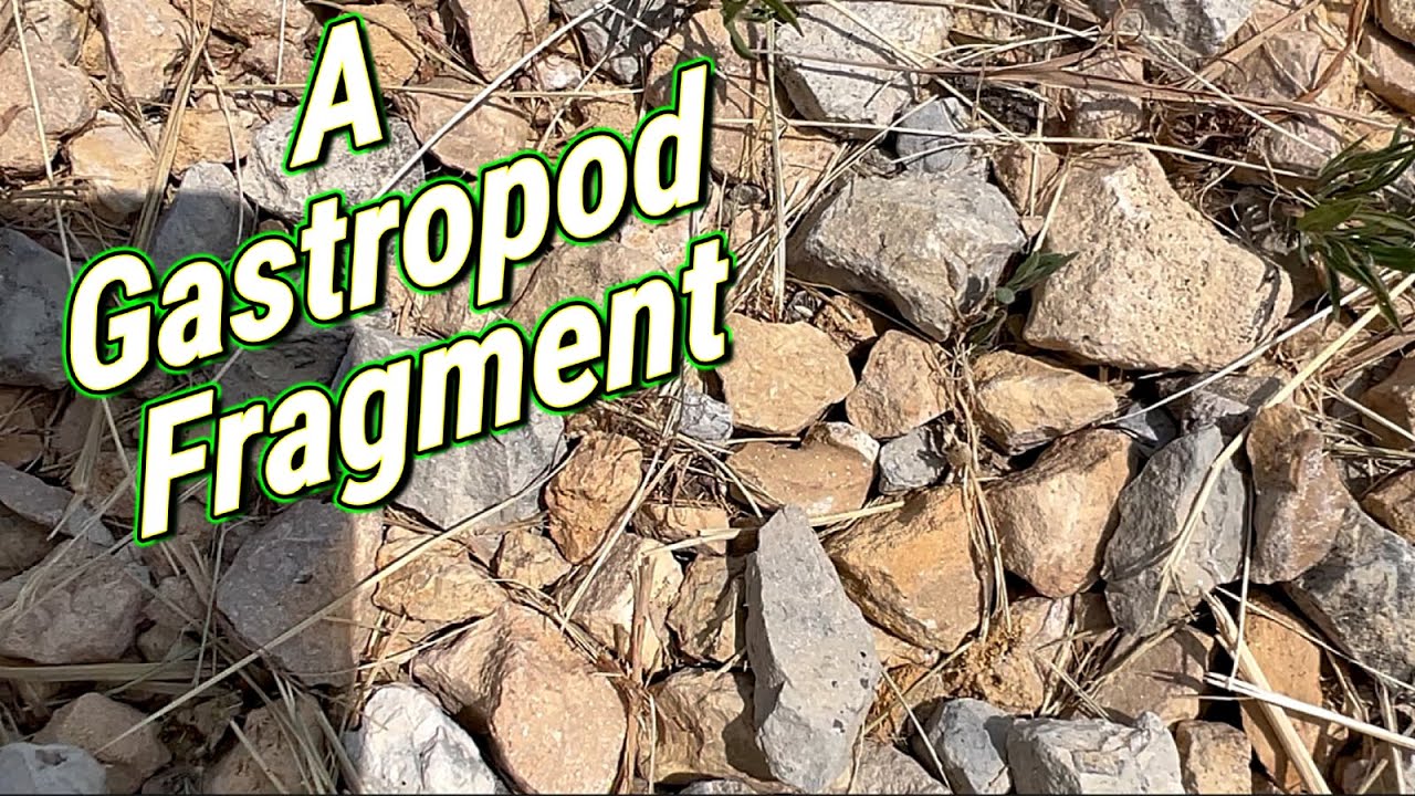 🧐What Kind of Gastropod Fragment Did I Just Pick Up⁉️ #fossils # ...