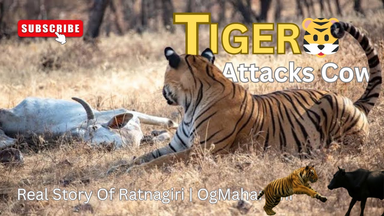 Tiger Attacks Our Cow Shocking Real Footage | Tiger Vs Cow In Ratnagiri ...