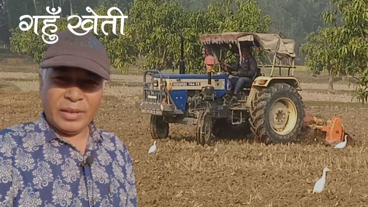 Wheat Farming in village 🌾🌾🚜🚜 How To Grow Wheat Crop in the field in ...