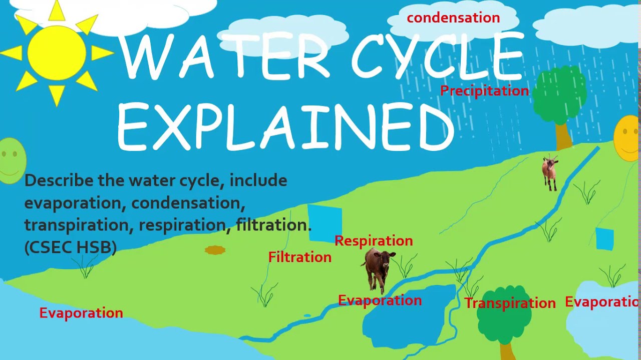 Respiration Water Cycle