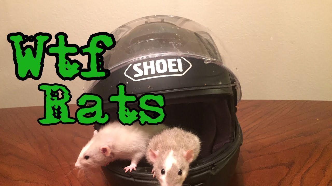 Rats in my motorcycle helmet! - YouTube