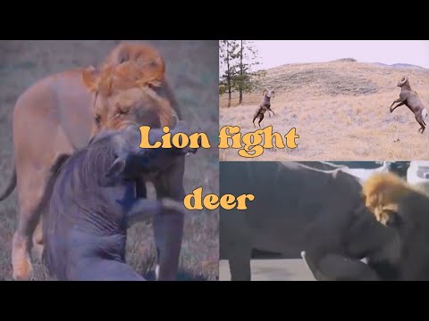 Lion catch deer (135) - YouTube