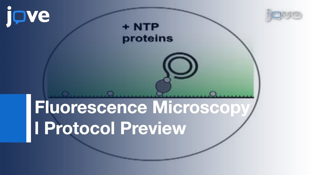 Visualizing Single-Molecule DNA Replication: Fluorescence Microscopy l ...