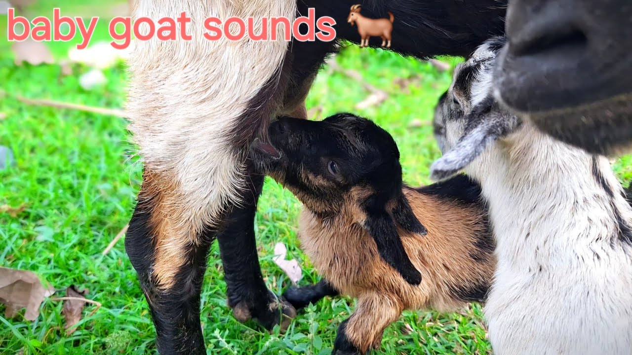 baby goat sounds 🐐💕#trending - YouTube