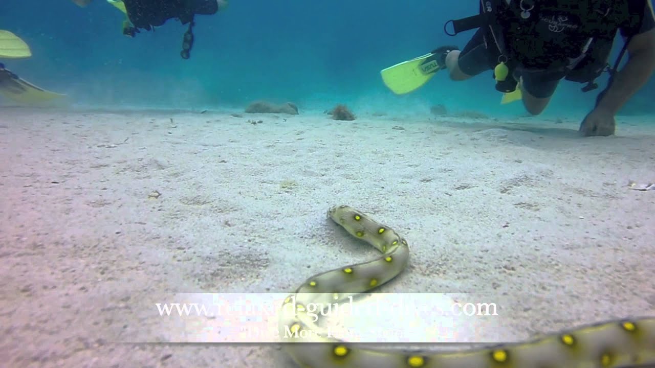 Gold spotted eel - YouTube