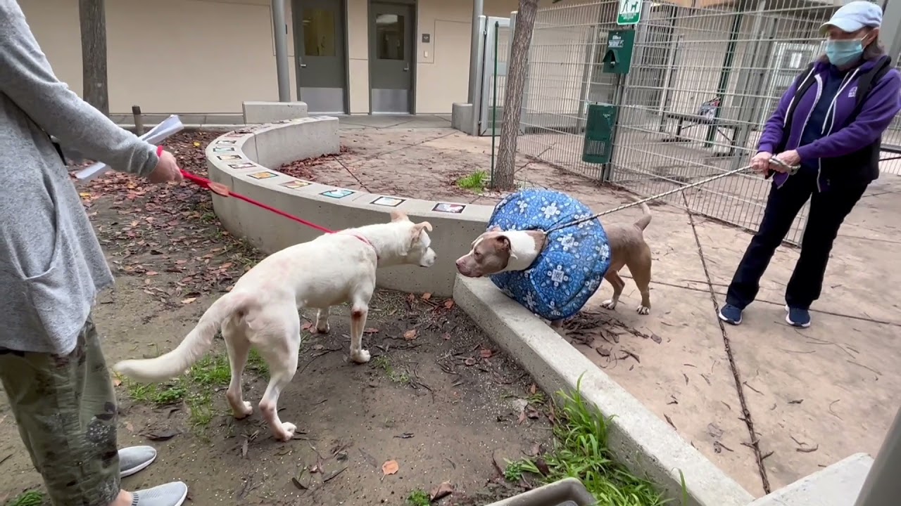 Princess needs RESCUE! See how friendly she is meeting another dog ...