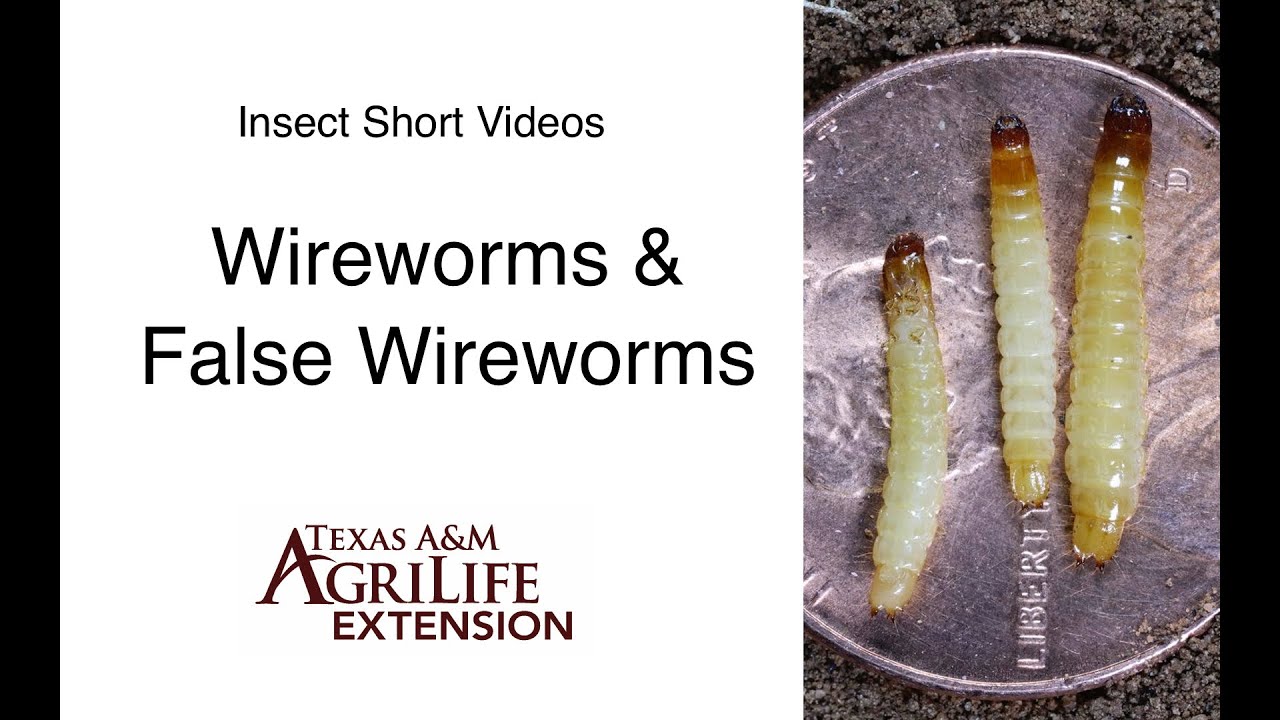 Wireworms and False Wireworms in Texas Crop Production (1:42) - YouTube