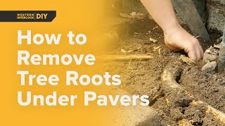 How to Remove Tree Roots Under Pavers