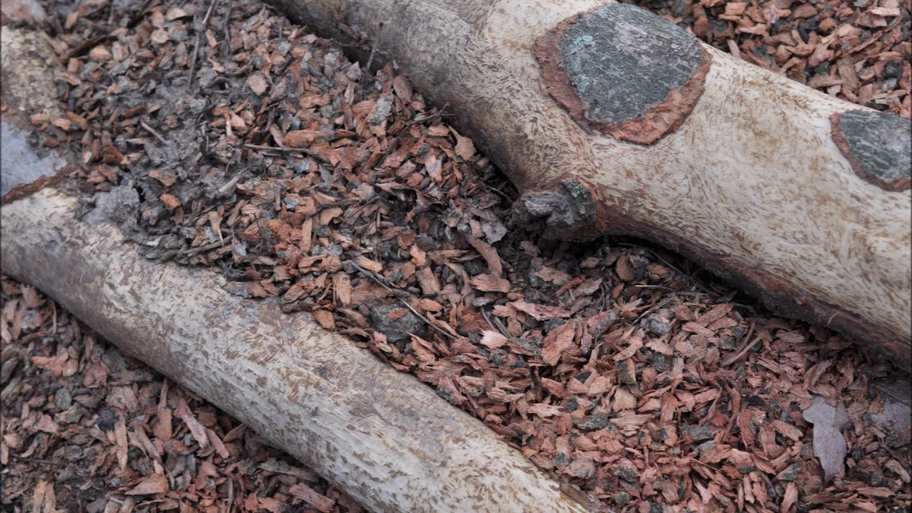 Mouse Damage to trees - YouTube