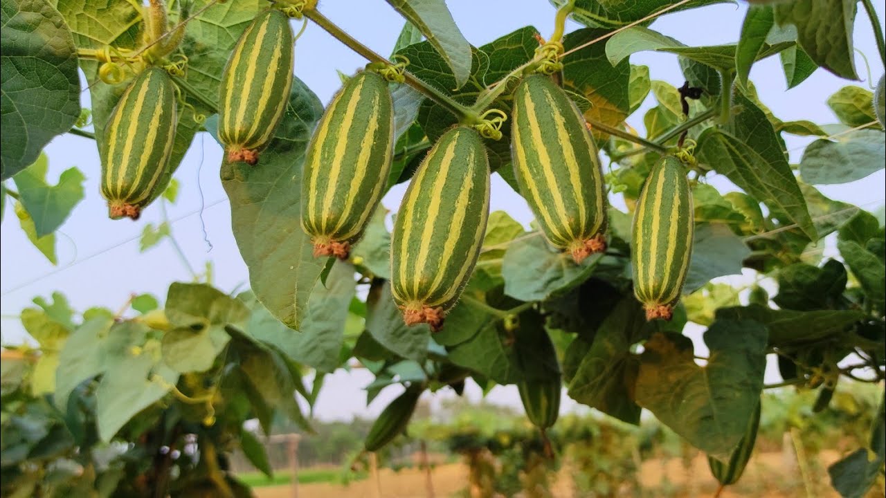 Parwal Ki Khati / modarn parwal cultivation / cultivation of point ...