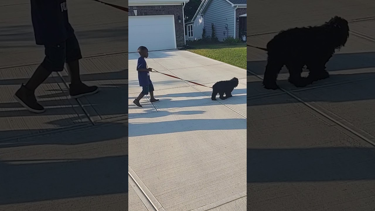 Joshua walking the Dog July 22nd,2020 - YouTube