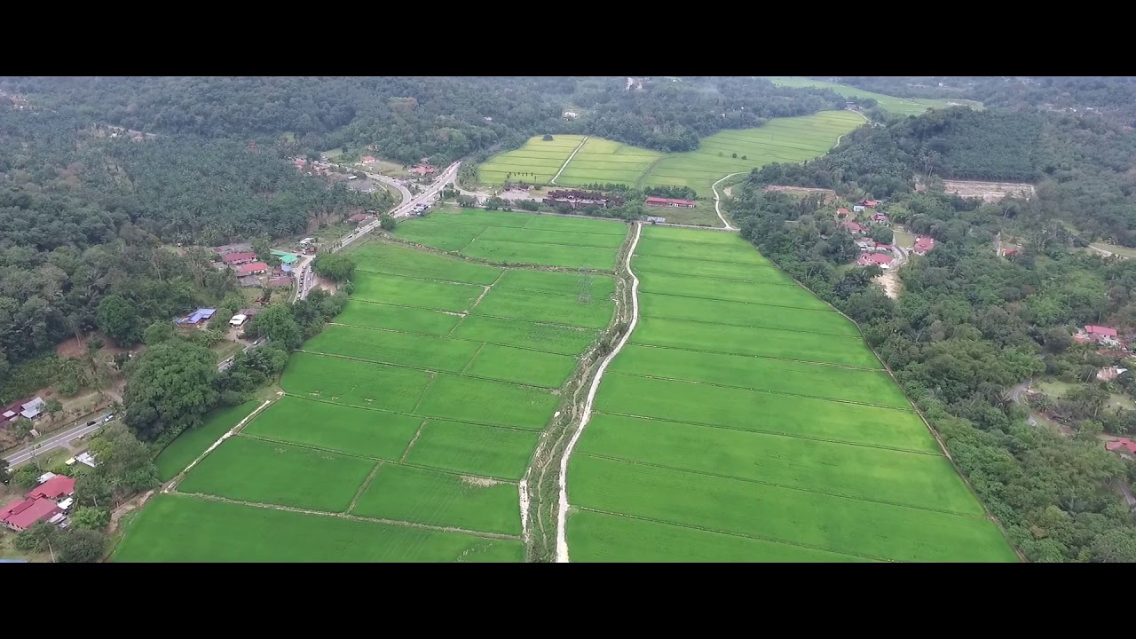 Sawah Padi Kuala Pilah - YouTube