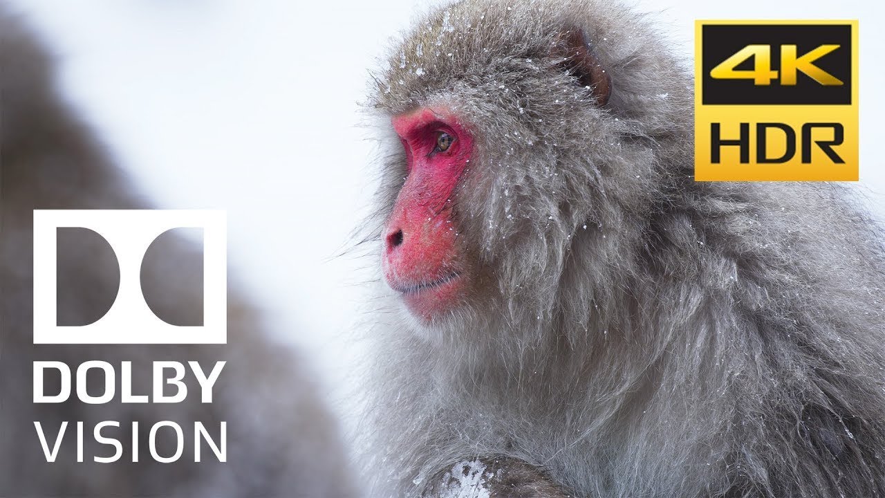 Slow motion! BEST DOLBY VISION DEMO The World in Dolby Vision [4KHDR ...