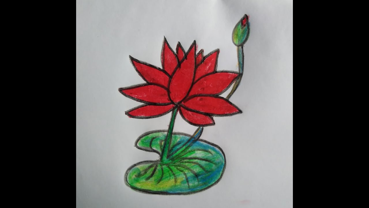 Shapla ful drawing I Lilly Drawing - YouTube