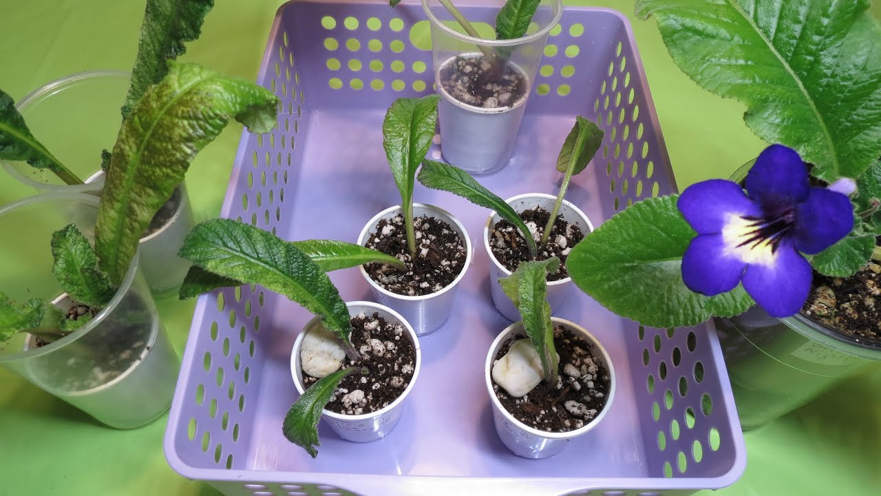 Streptocarpus Propagation - Dividing and Repotting an Outgrown Plant ...