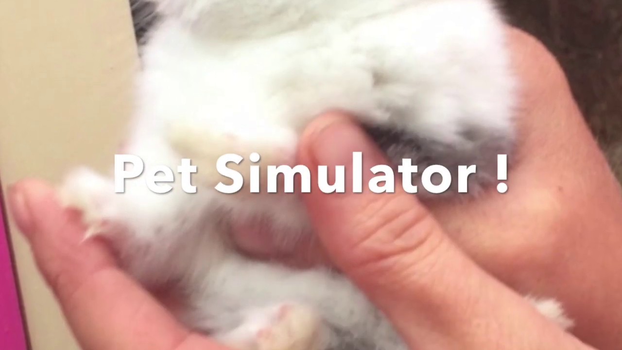 Pet Simulator Update 14 - YouTube