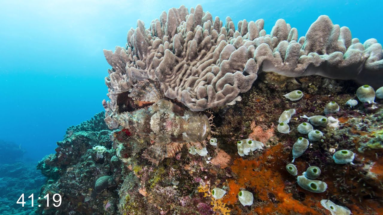 Can you spot the hidden animal? #37 STONE FISH - YouTube